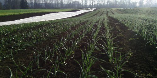 WA State Garlic Fest