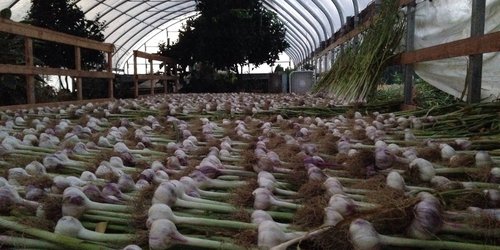 WA State Garlic Fest